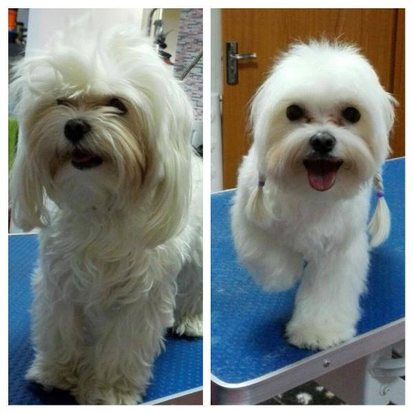 BluPet Salon - Pet Salon | Frizerie canina acreditata | Tuns caini ...